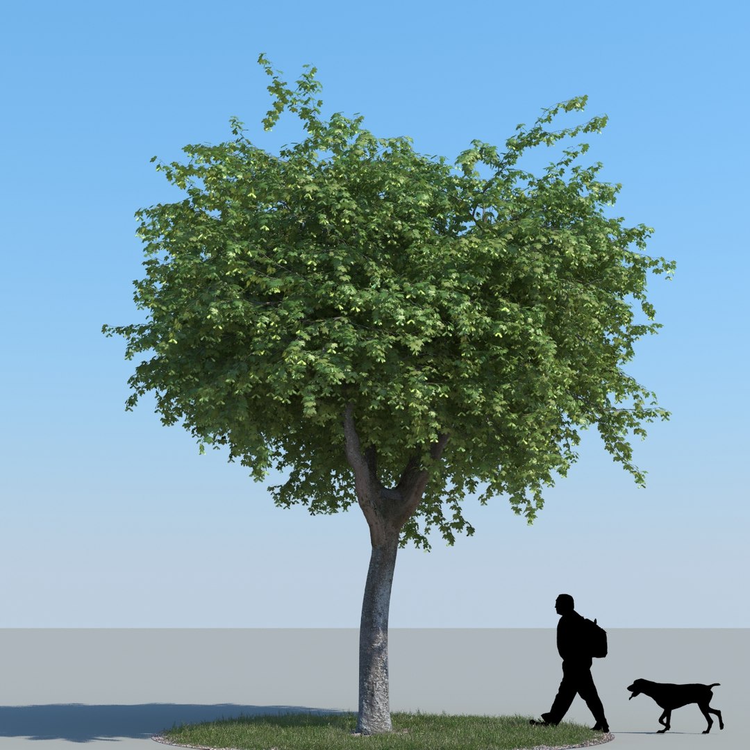 Realistic Maple Tree 3d Model
