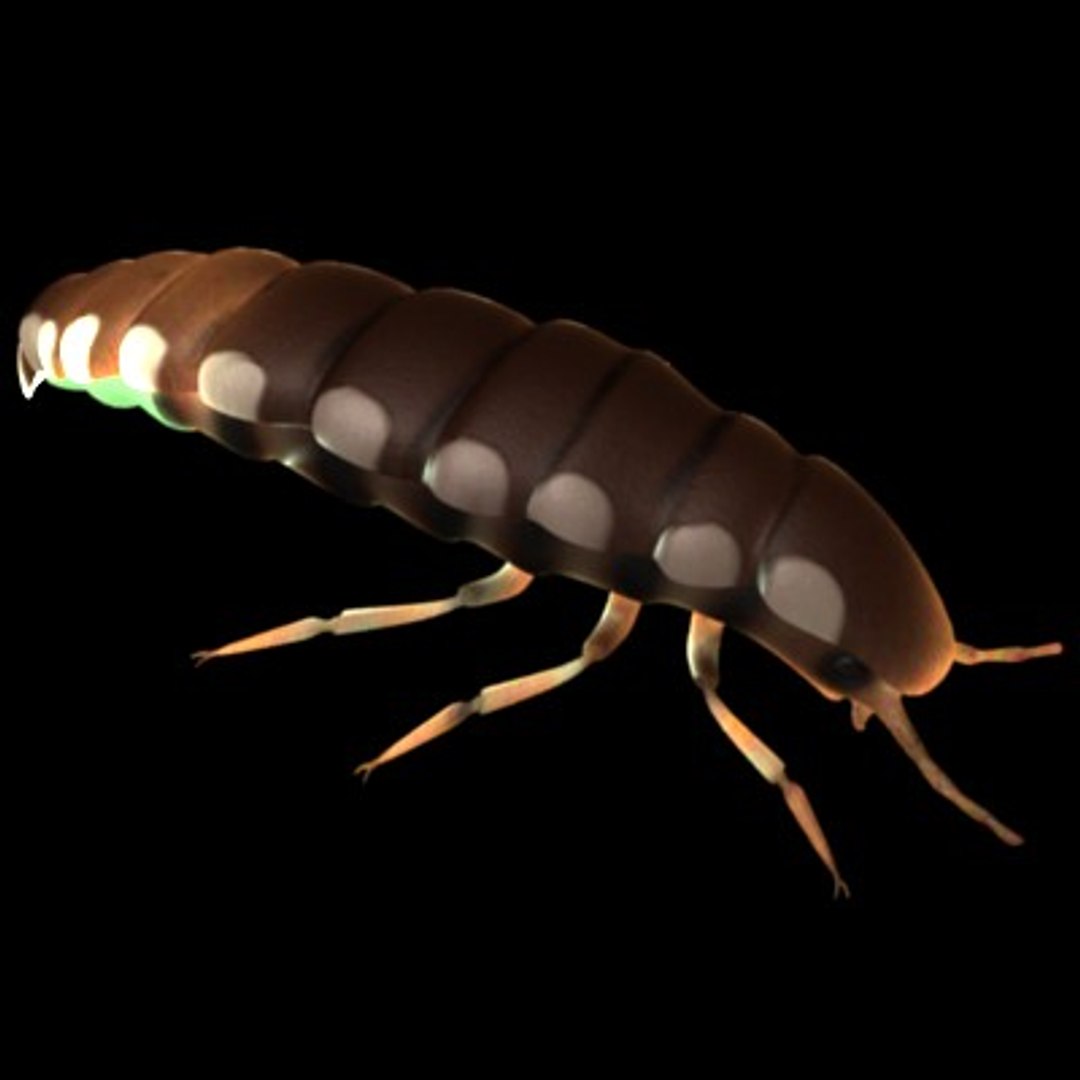 Lightwave Glow Worm