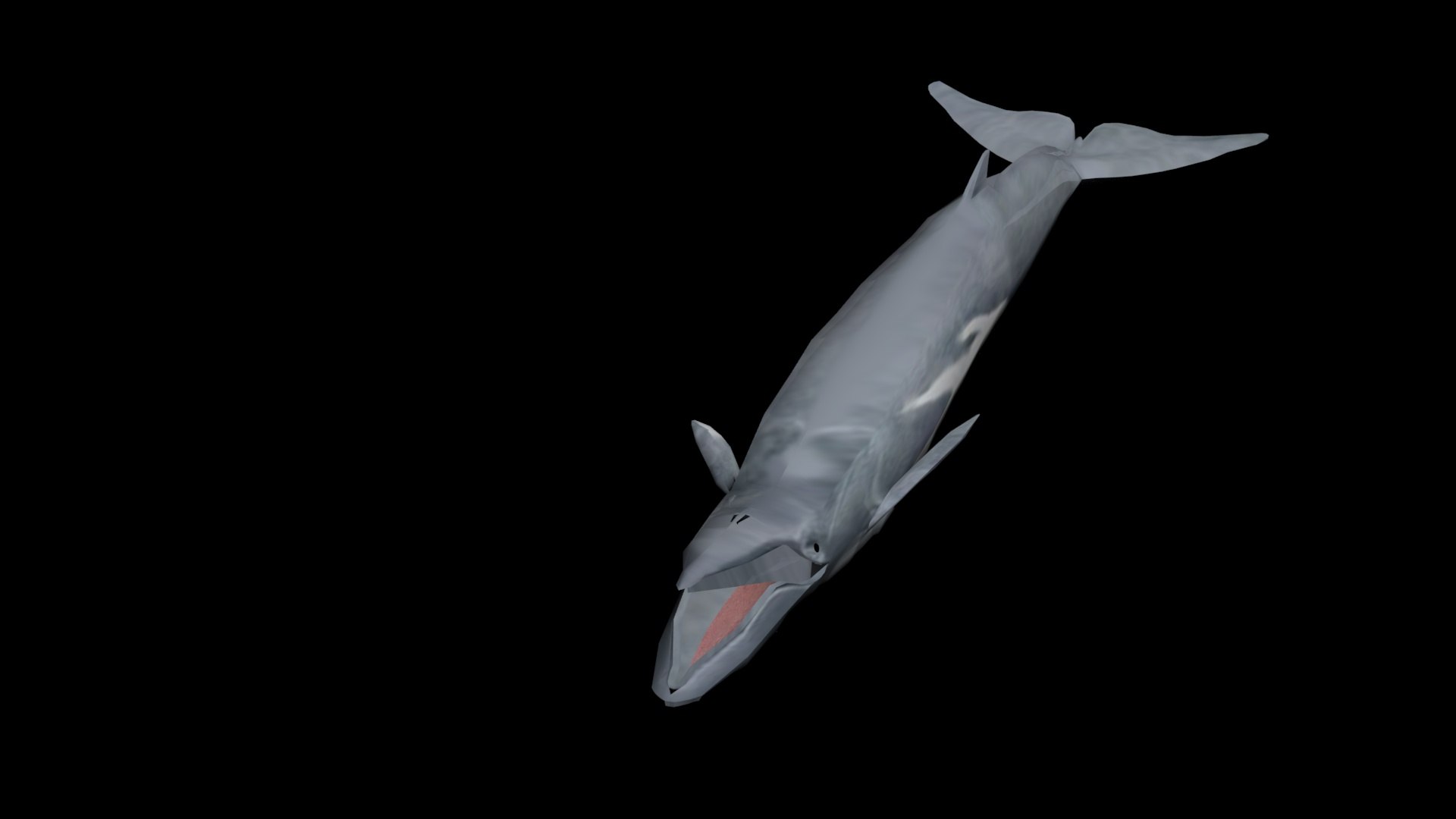Fin Whale 3D Model - TurboSquid 2201178