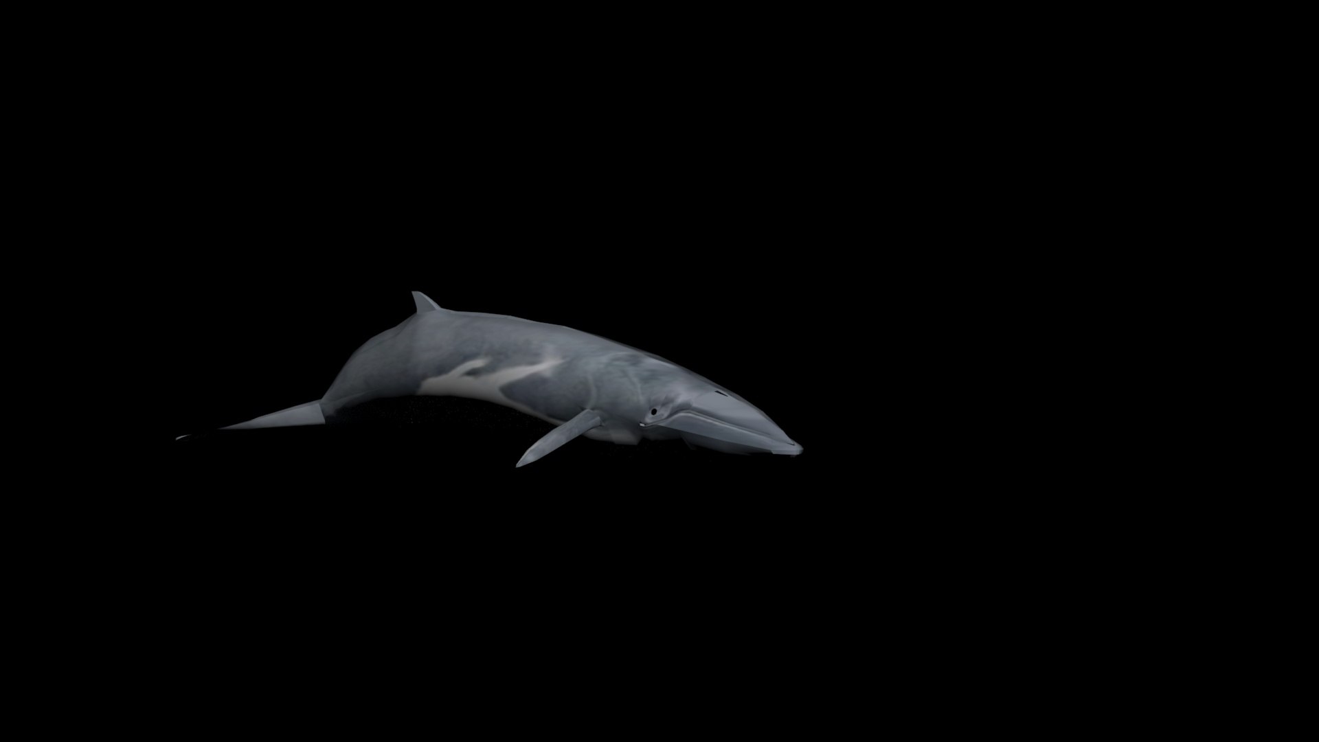 Fin Whale 3D Model - TurboSquid 2201178