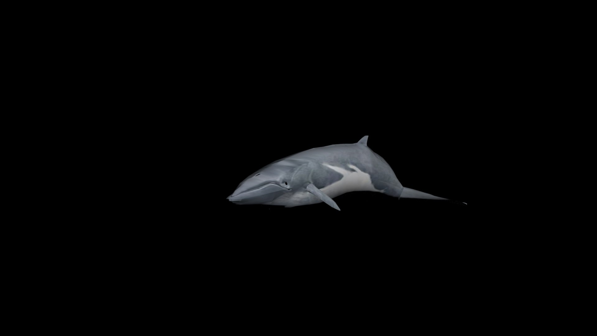 Fin Whale 3D Model - TurboSquid 2201178