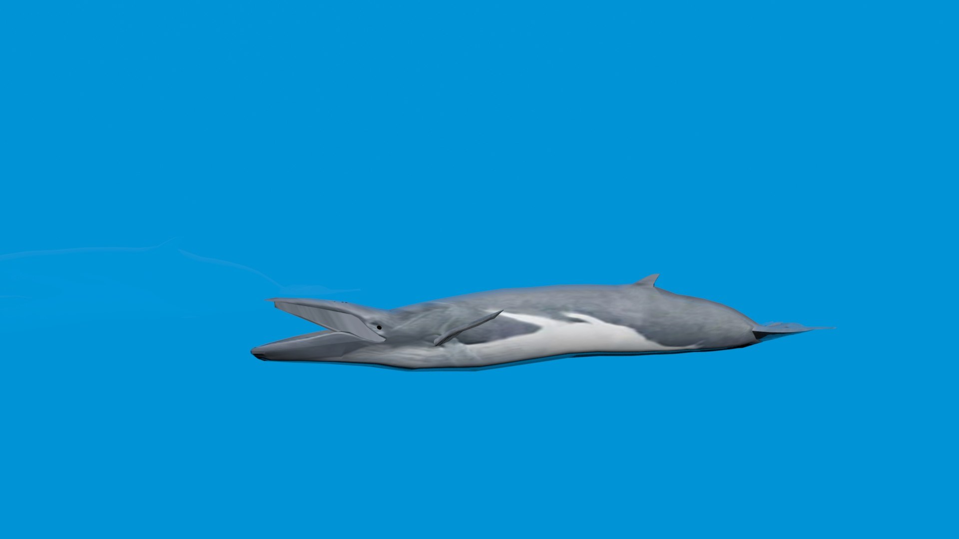 Fin Whale 3D Model - TurboSquid 2201178