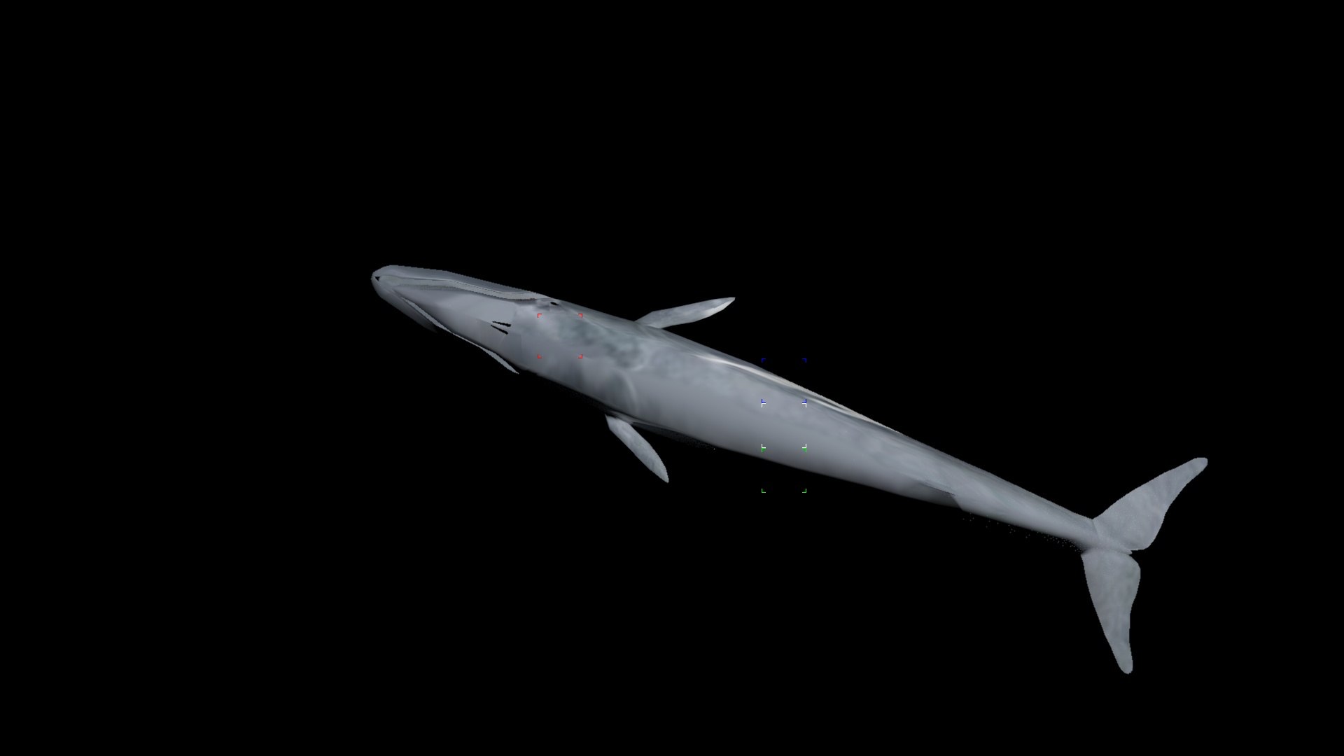 Fin Whale 3D Model - TurboSquid 2201178