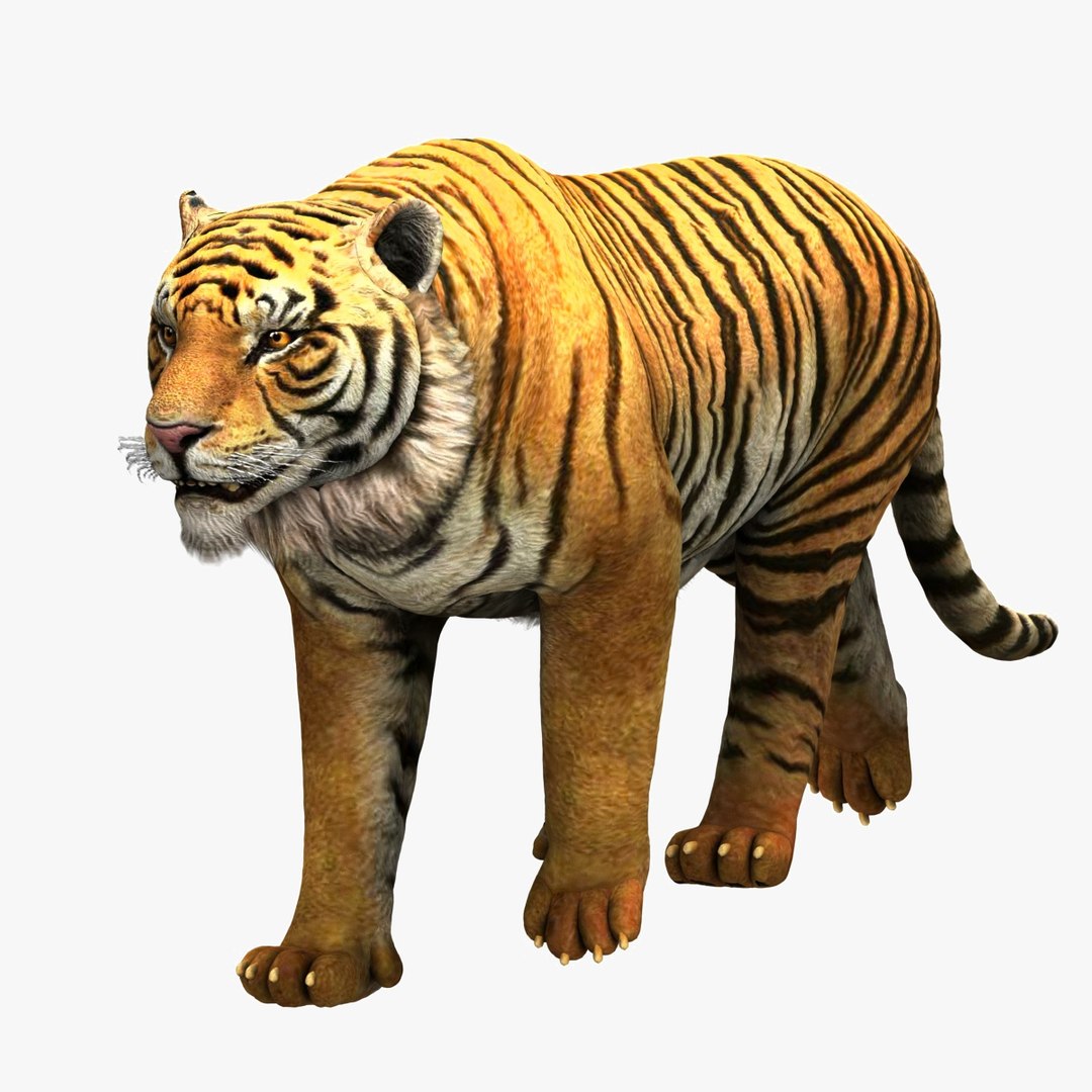 Tiger Walk model - TurboSquid 1901402