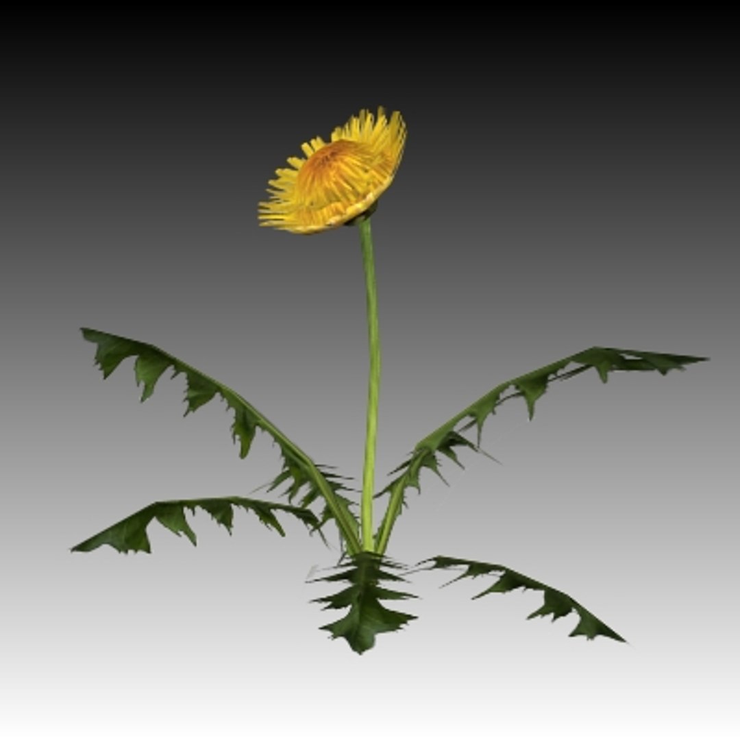 3d Dandelion