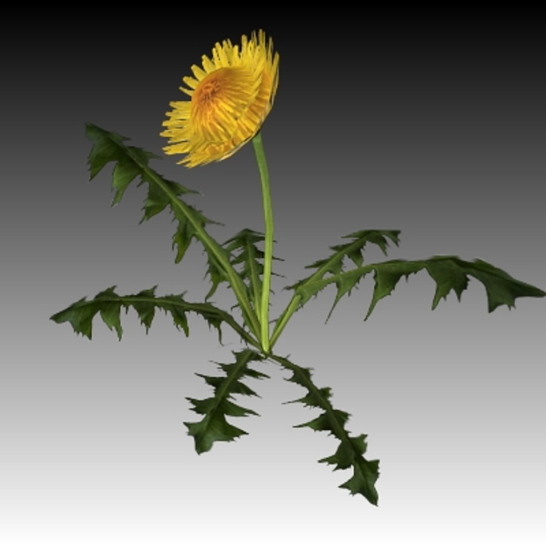 3d Dandelion