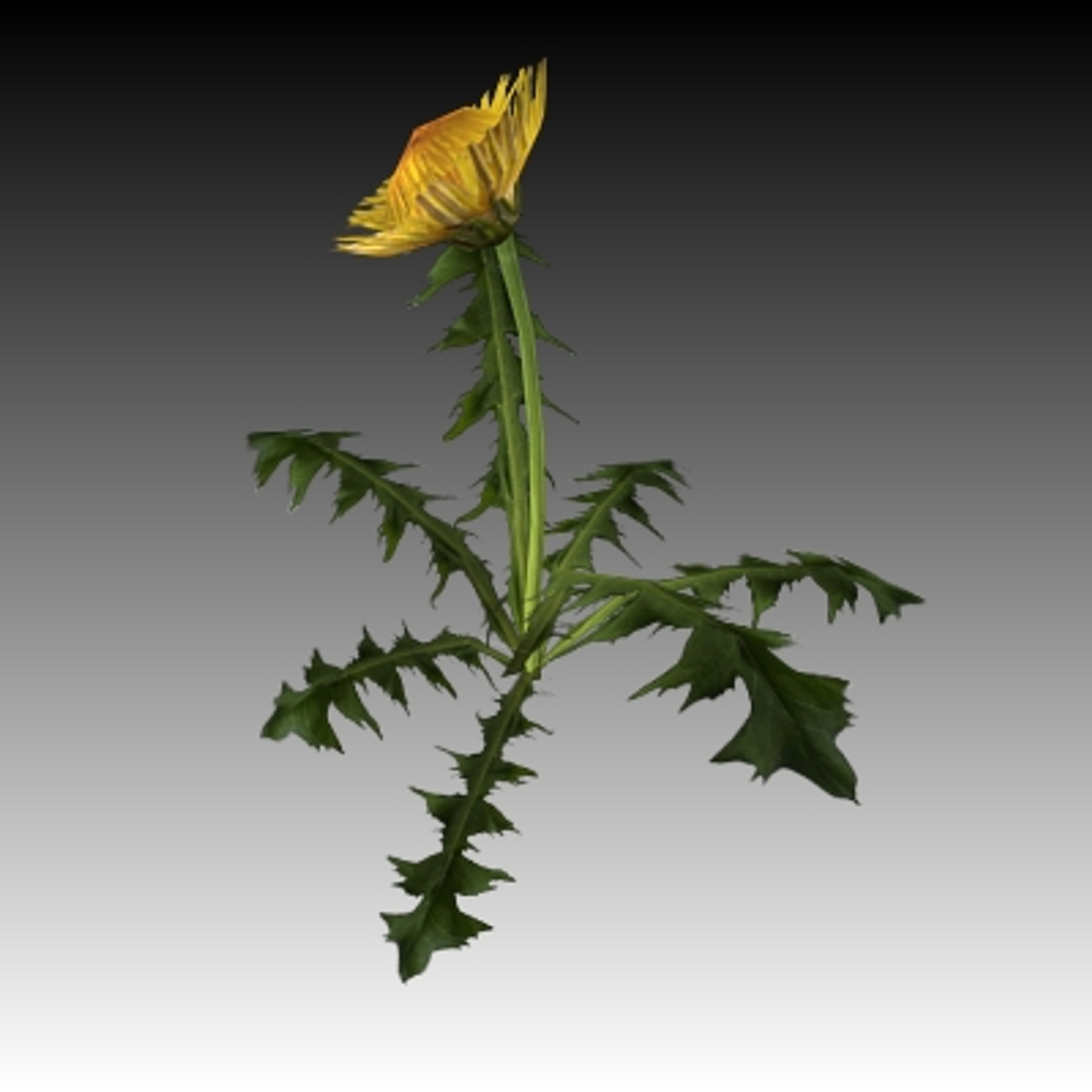 3d dandelion