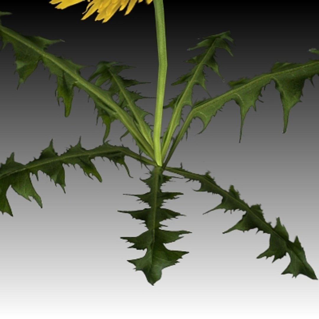 3d Dandelion