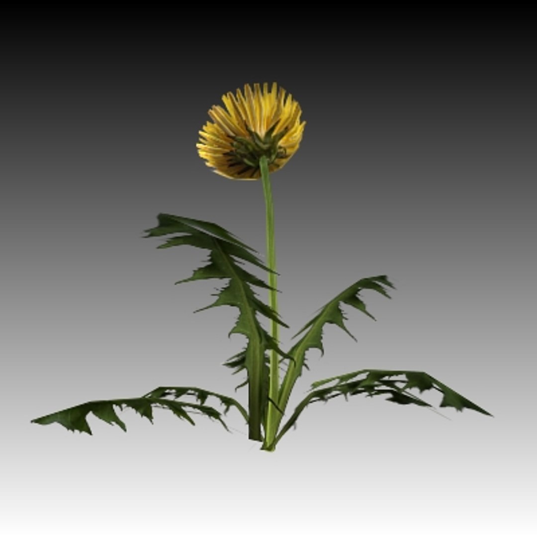3d Dandelion