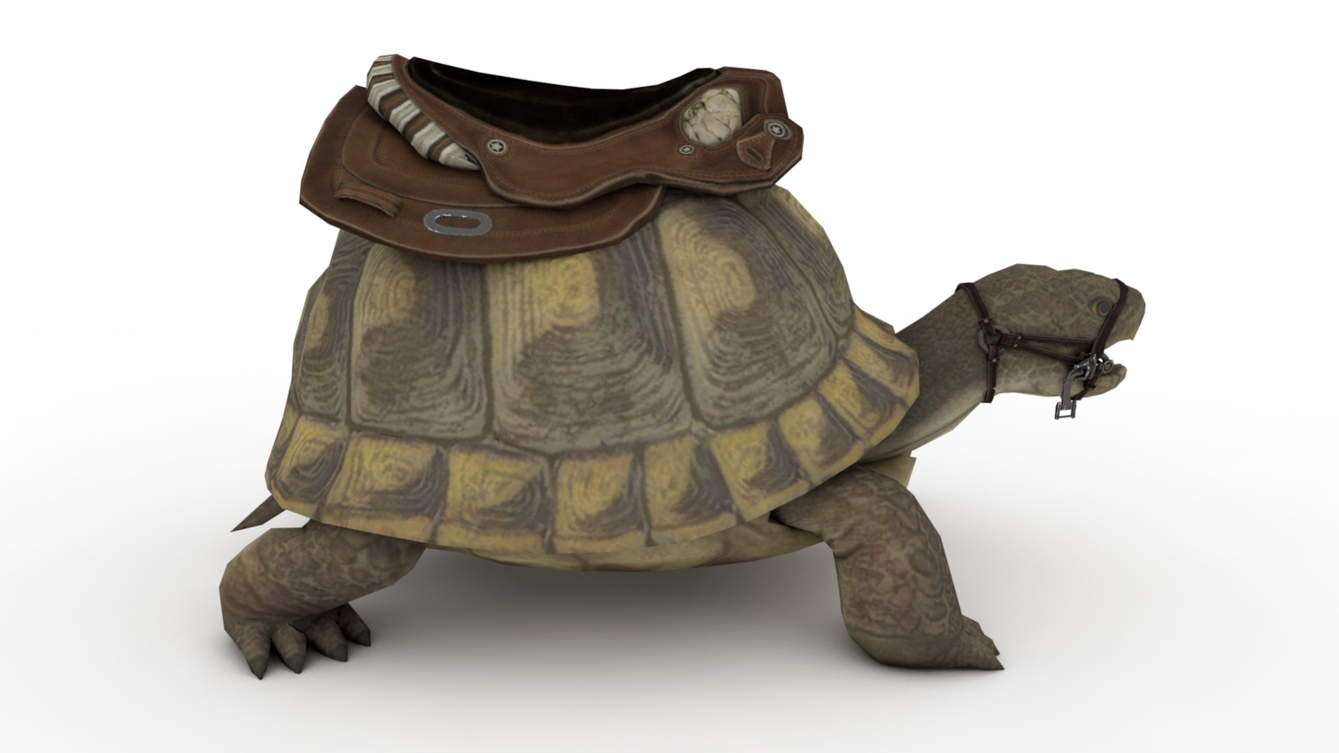 Tortoise 3D Model - TurboSquid 1951620