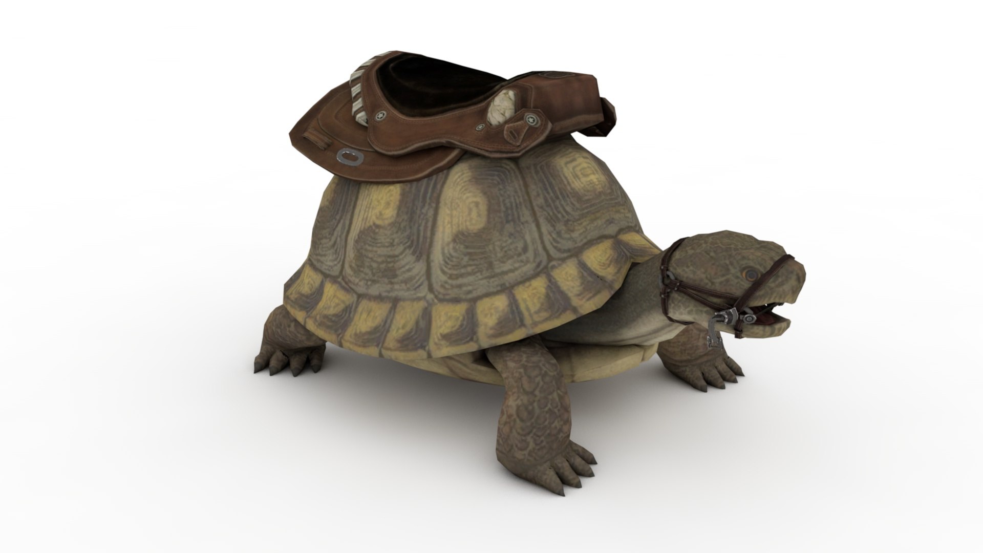 Tortoise 3D Model - TurboSquid 1951620