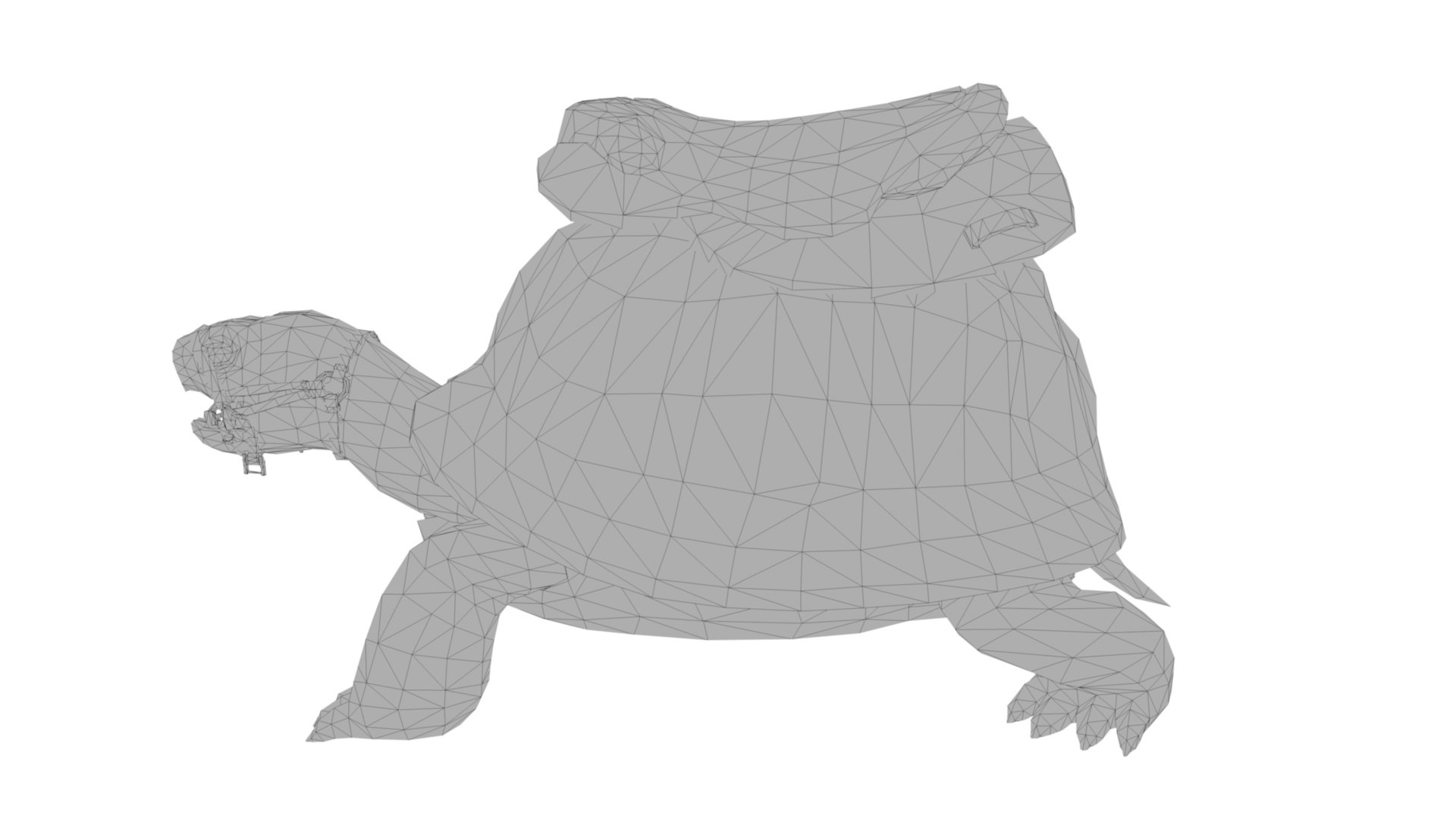 Tortoise 3D Model - TurboSquid 1951620