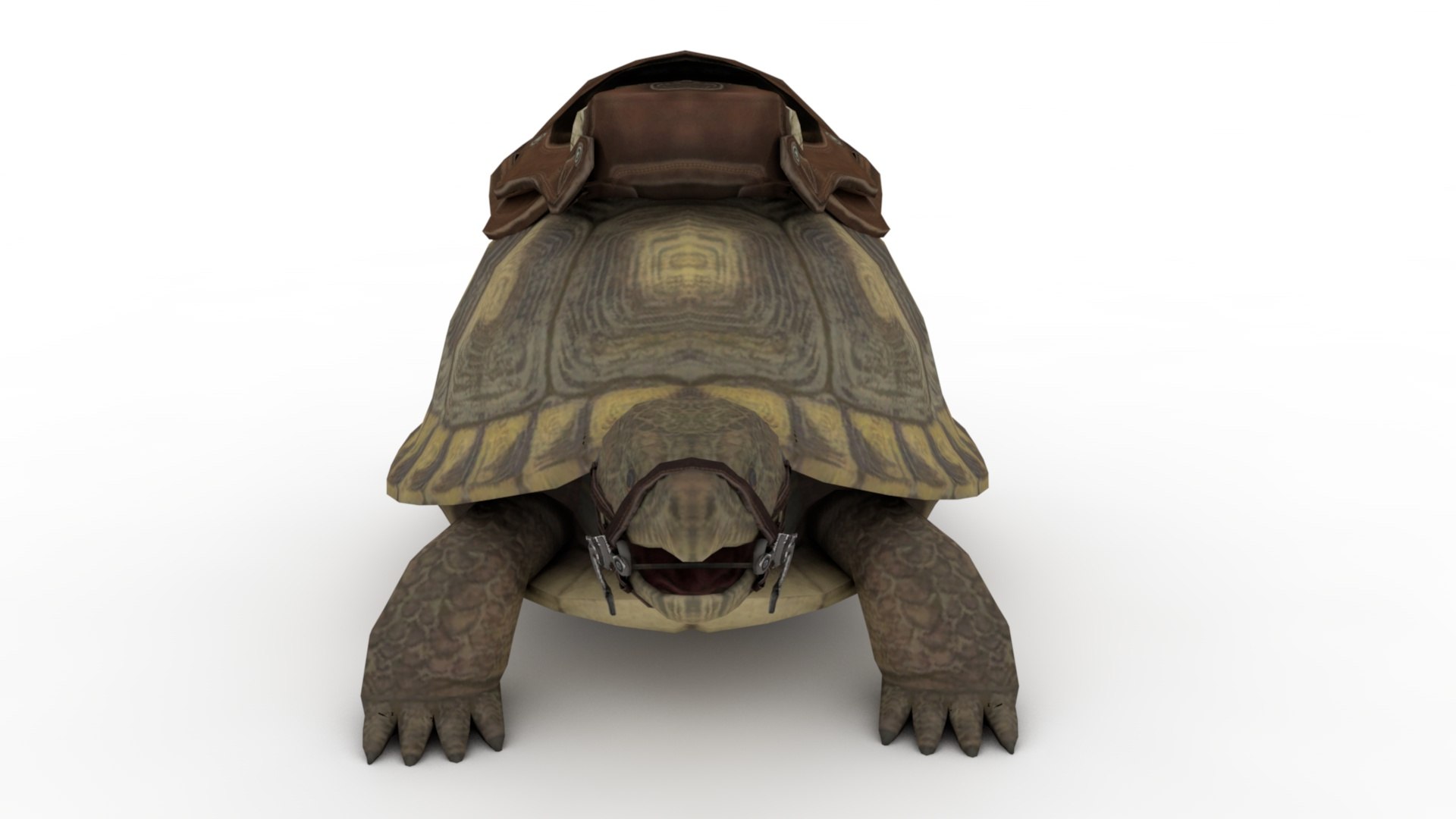Tortoise 3D Model - TurboSquid 1951620