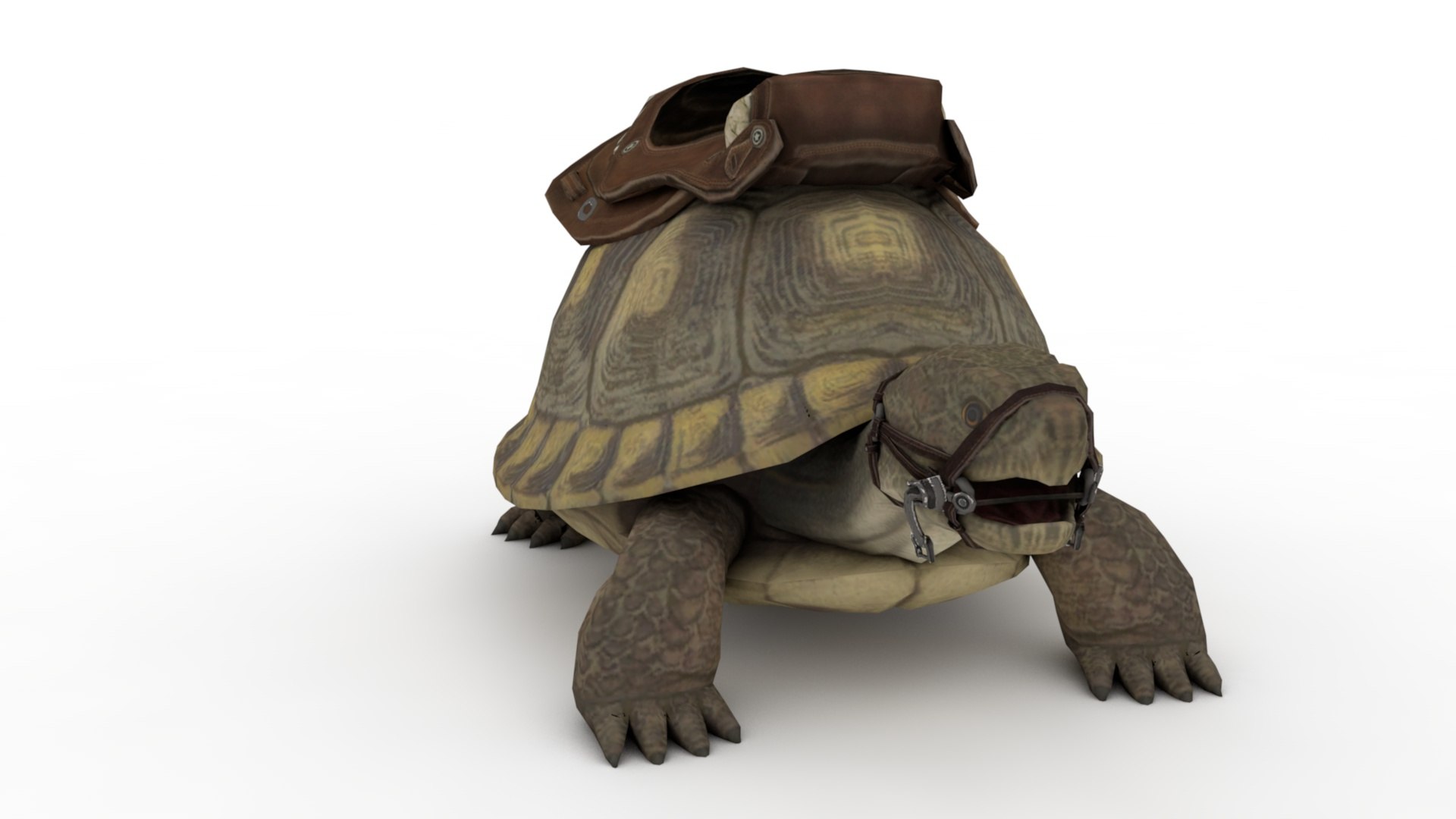Tortoise 3D Model - TurboSquid 1951620