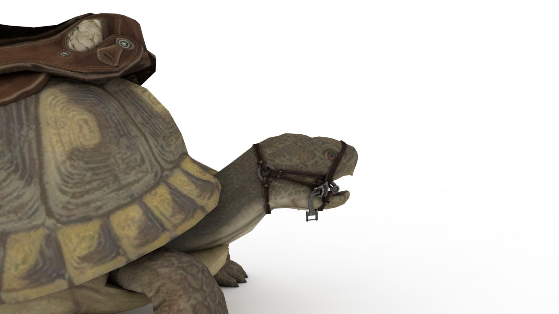Tortoise 3D Model - TurboSquid 1951620