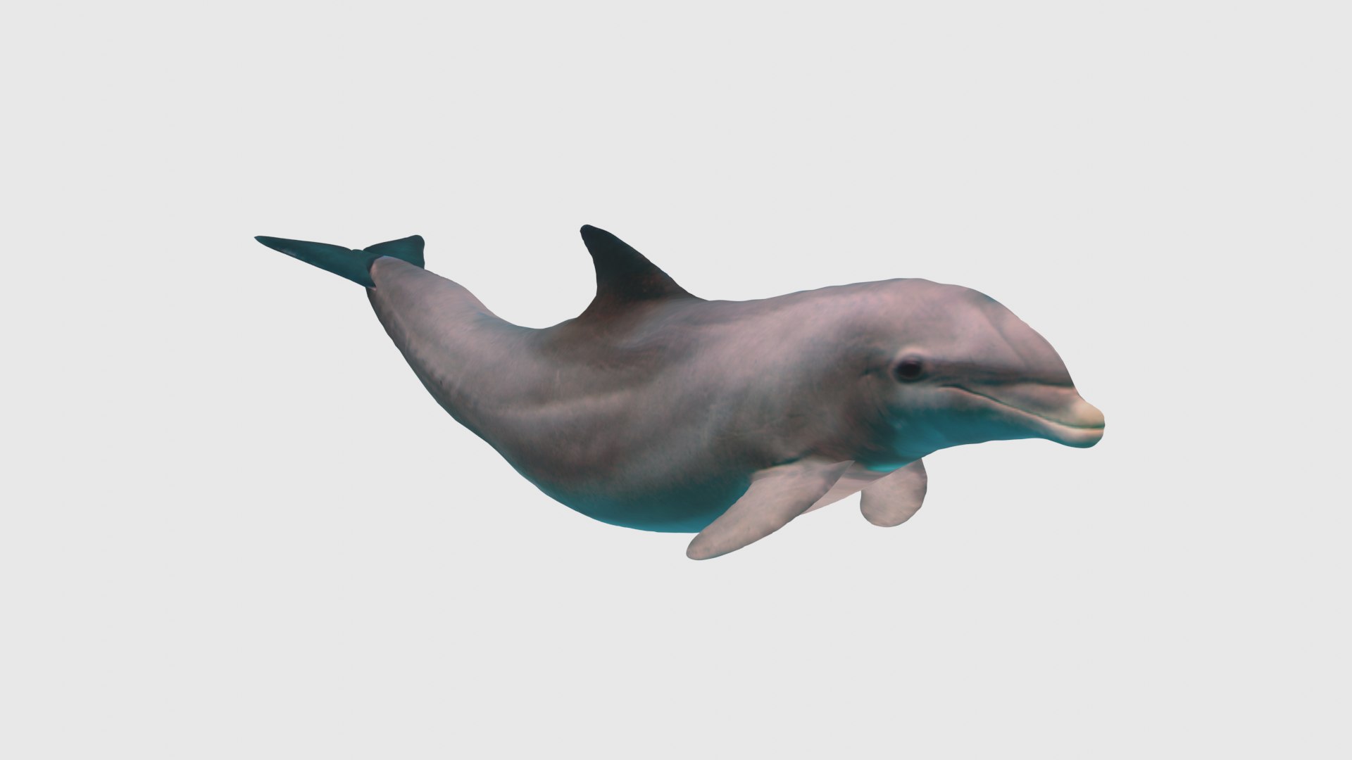 3D Low Poly Dolphin Rigged With Realistic Texture - TurboSquid 1876103
