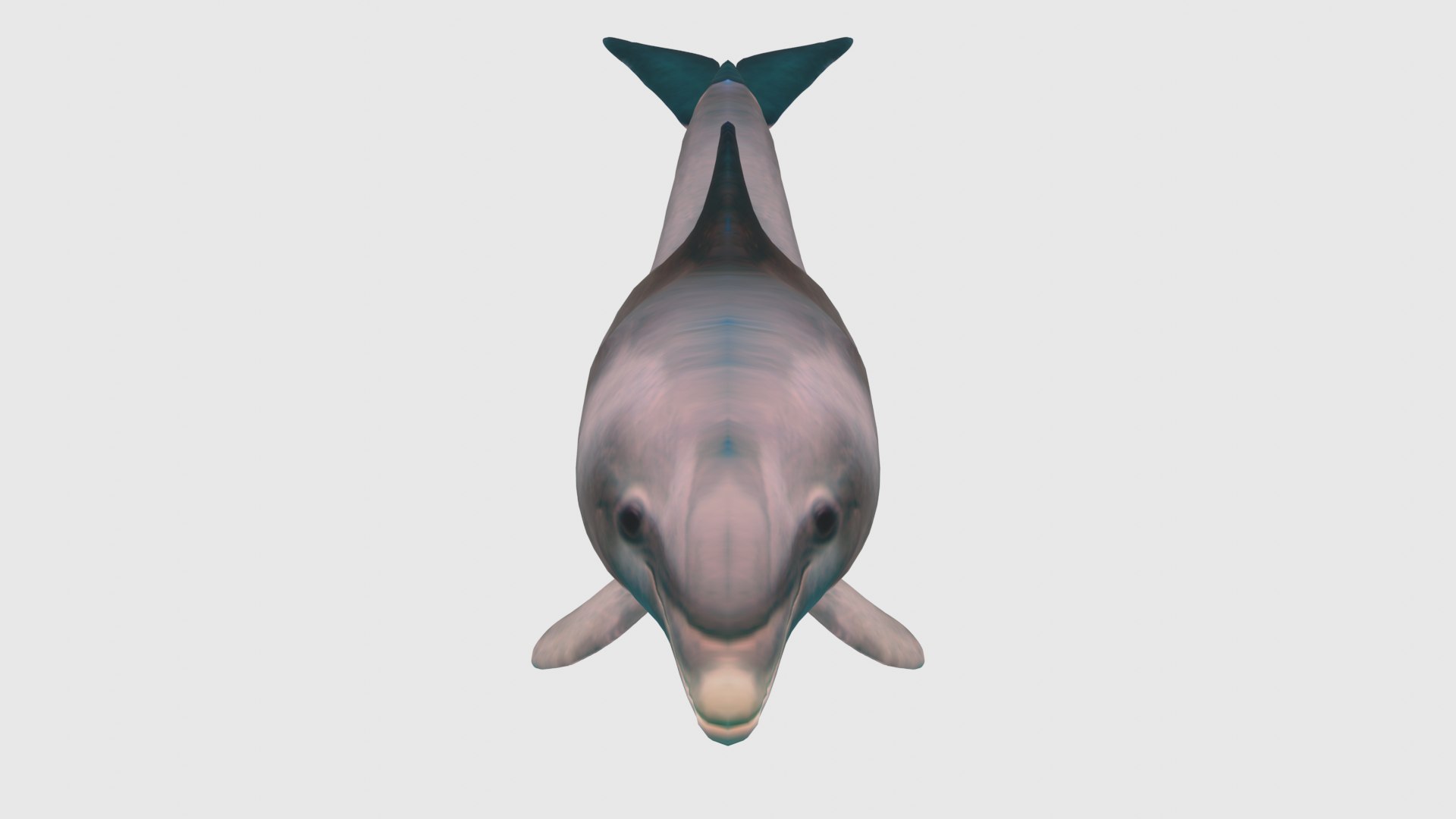 3D Low Poly Dolphin Rigged With Realistic Texture - TurboSquid 1876103