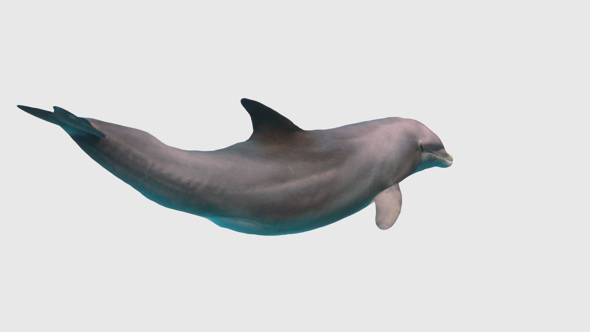 3D Low Poly Dolphin Rigged With Realistic Texture - TurboSquid 1876103