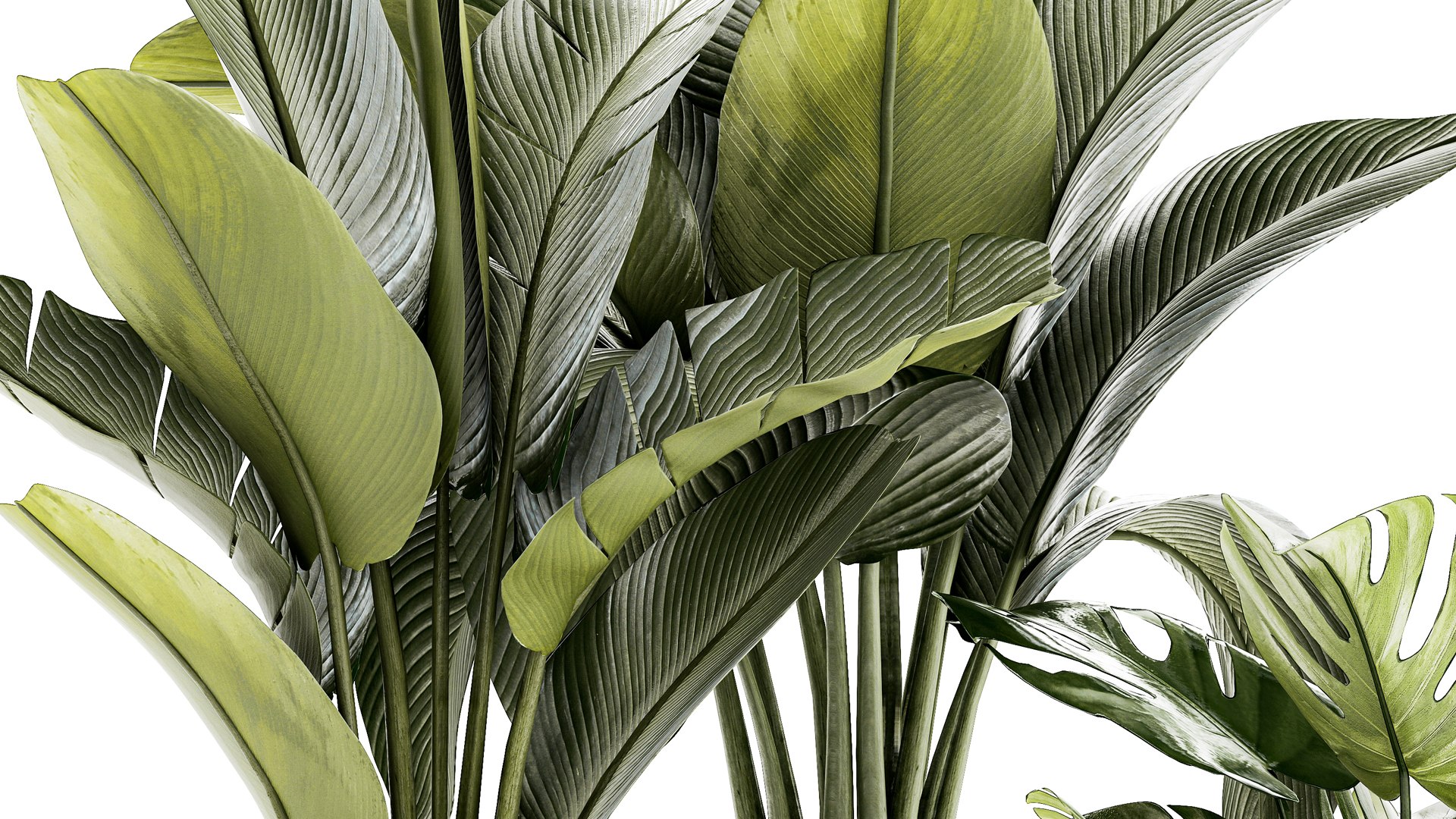 PLANTS Set 06112023 3D MAX 2015 3D Model - TurboSquid 2148493