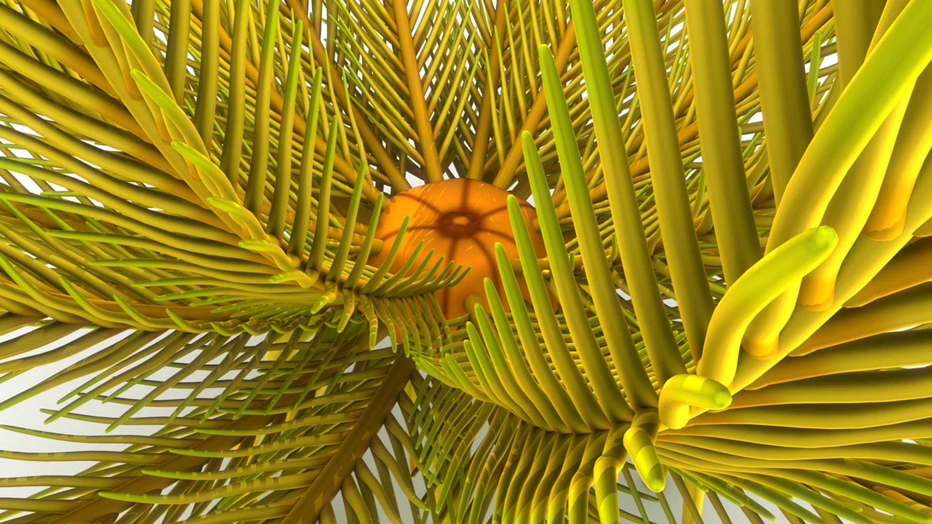 crinoids feather stars ma