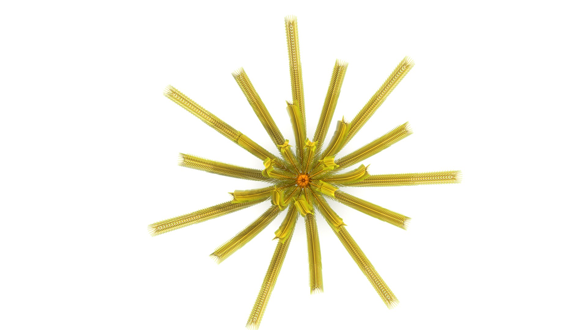 crinoids feather stars ma