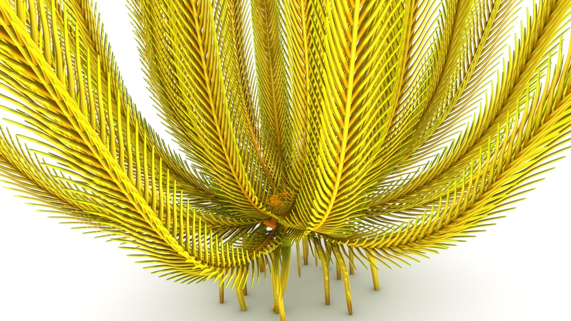 crinoids feather stars ma