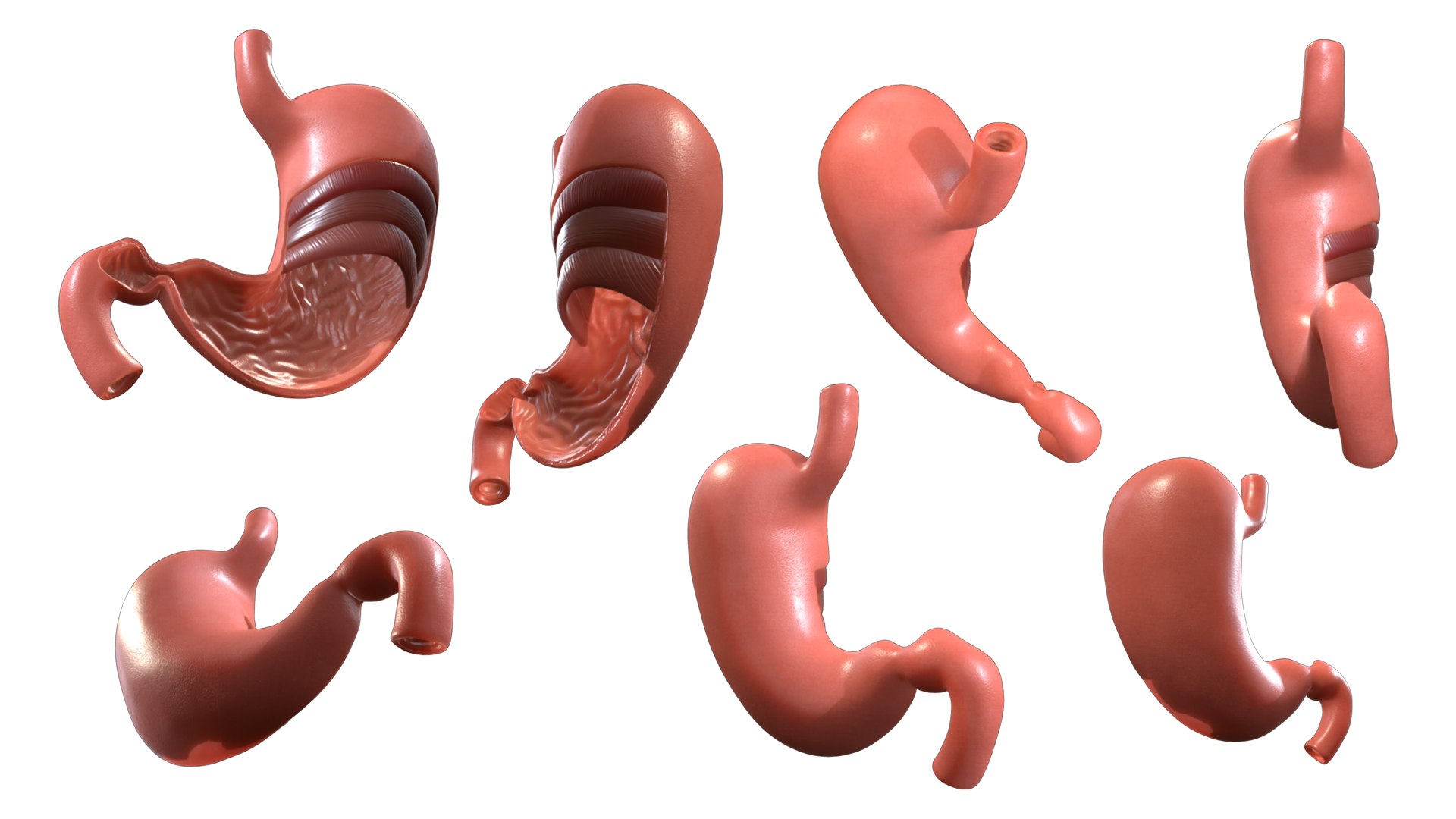 3D Model Stomach Complete Version - TurboSquid 2140439