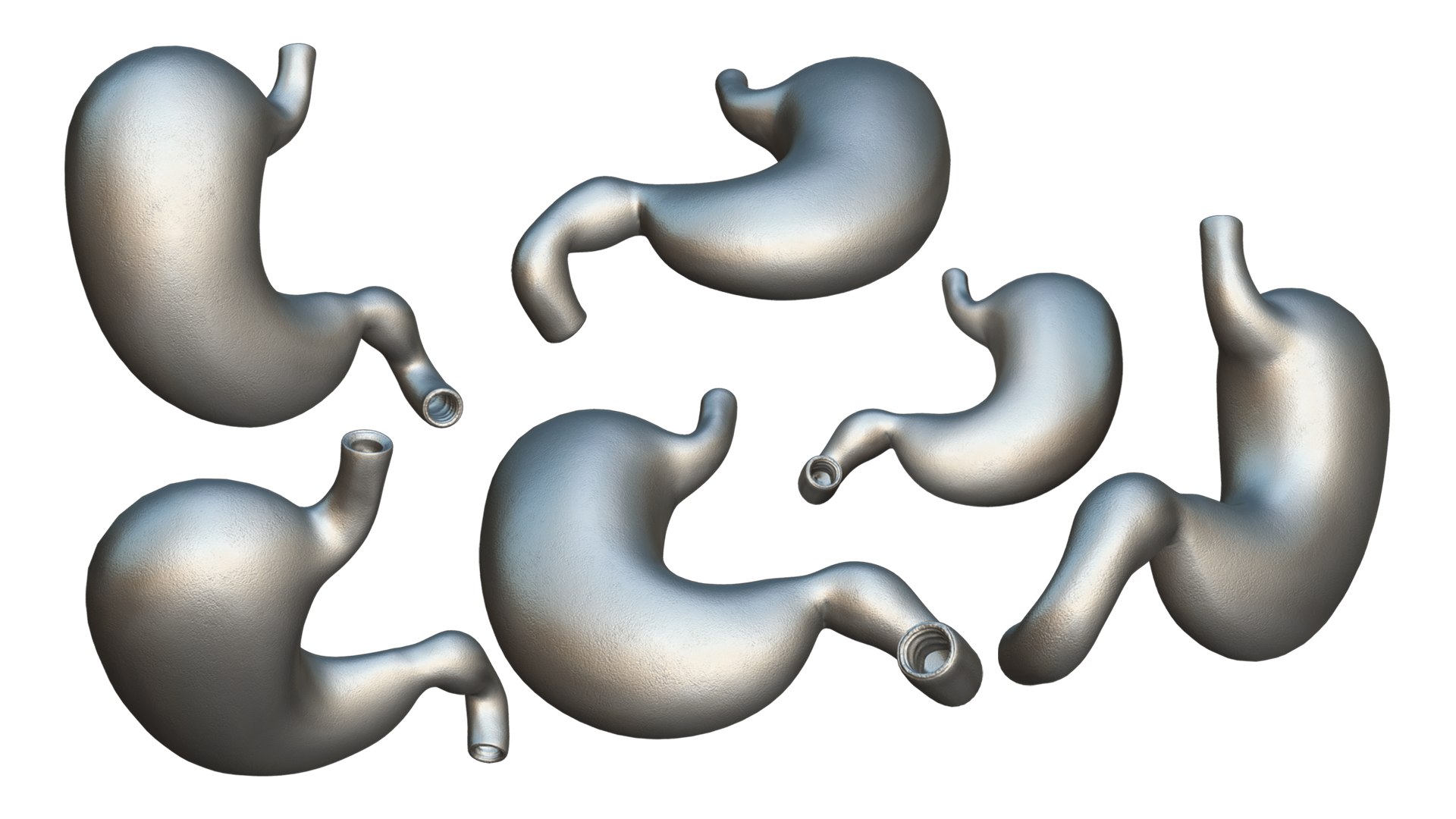 3D Model Stomach Complete Version - TurboSquid 2140439