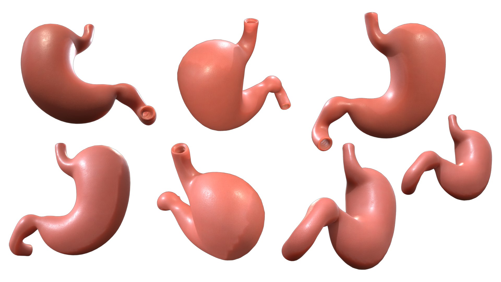 3D Model Stomach Complete Version - TurboSquid 2140439