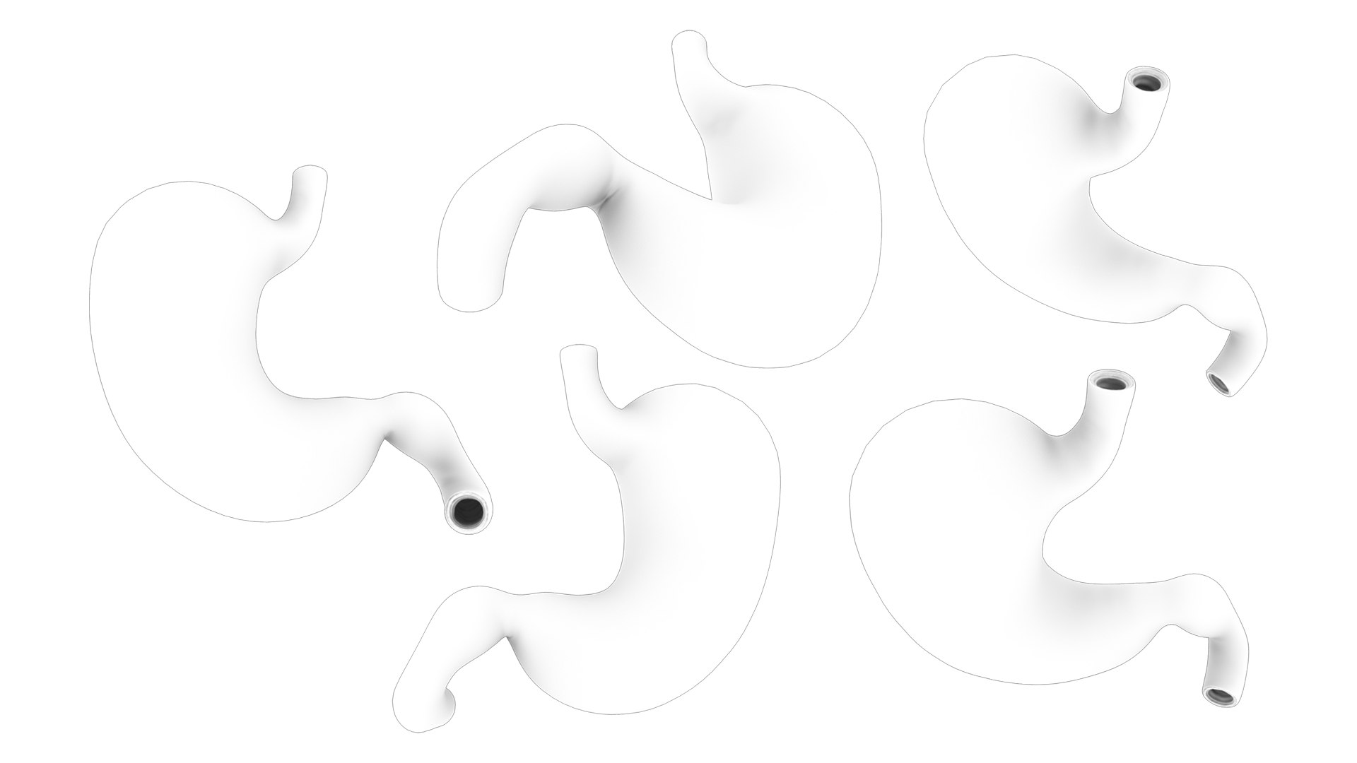 3D Model Stomach Complete Version - TurboSquid 2140439