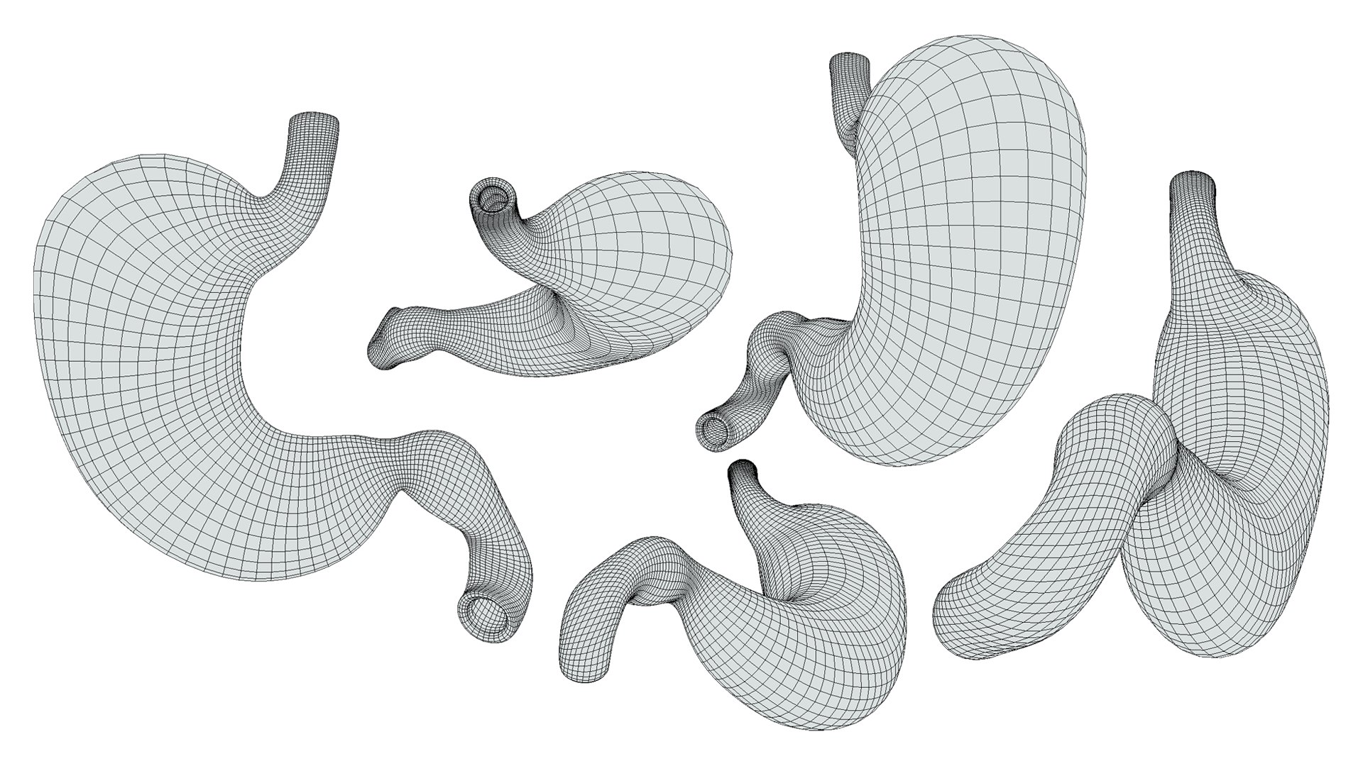 3D Model Stomach Complete Version - TurboSquid 2140439
