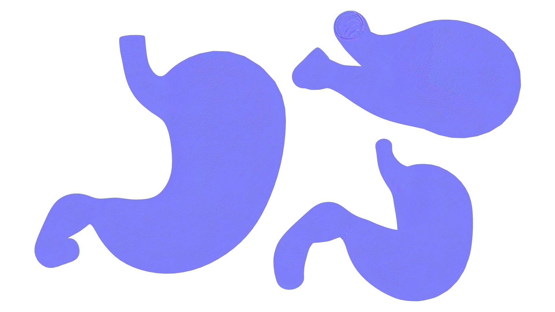 3D Model Stomach Complete Version - TurboSquid 2140439