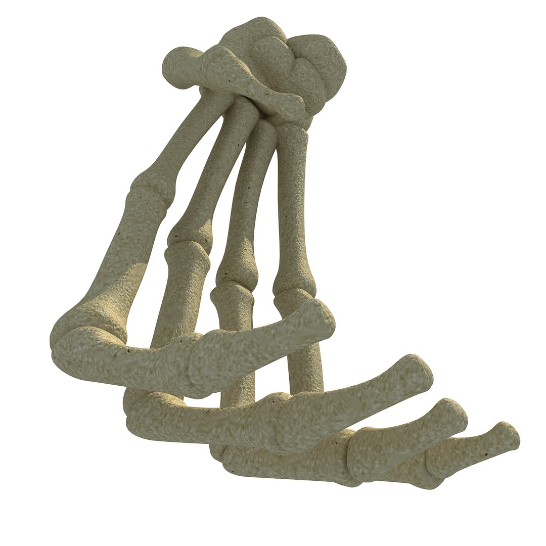 3D animal hand bones model - TurboSquid 1171147