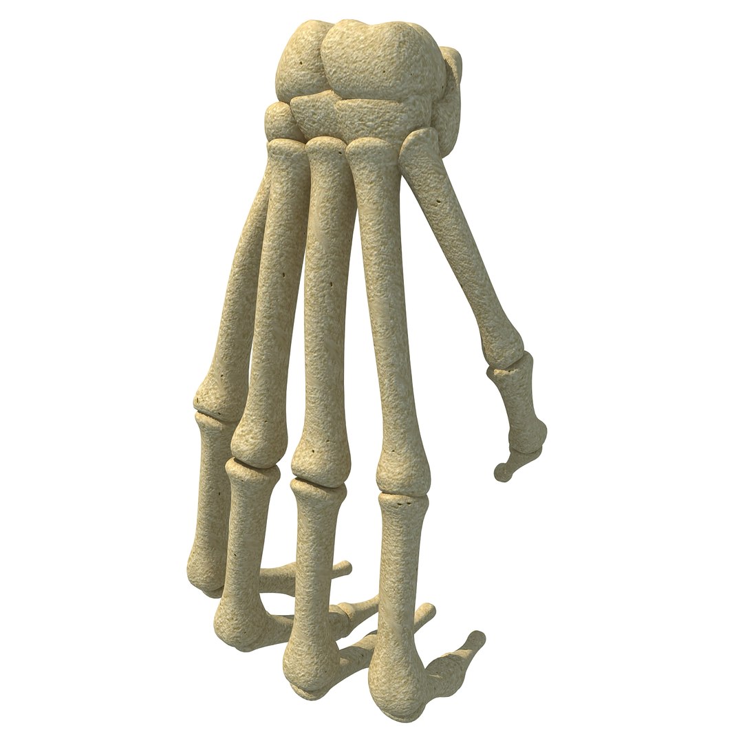 3D animal hand bones model - TurboSquid 1171147