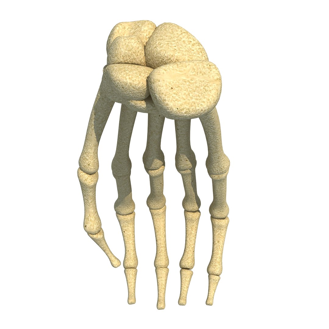3D animal hand bones model - TurboSquid 1171147
