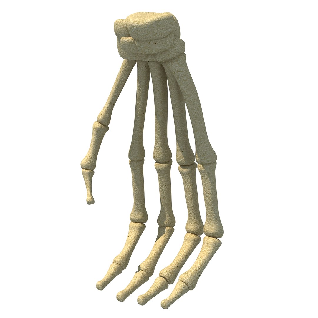 3D animal hand bones model - TurboSquid 1171147