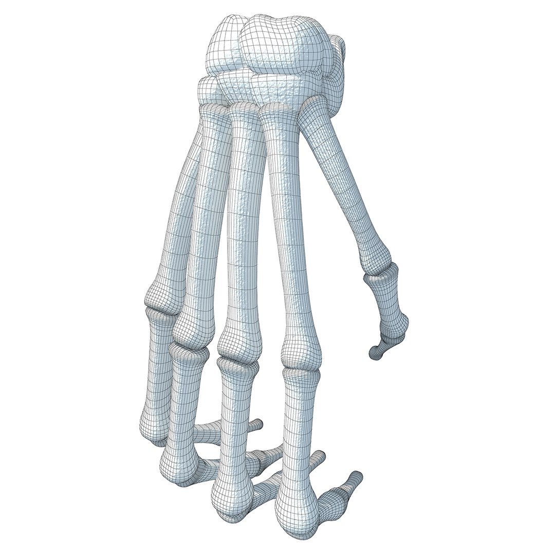 3D animal hand bones model - TurboSquid 1171147