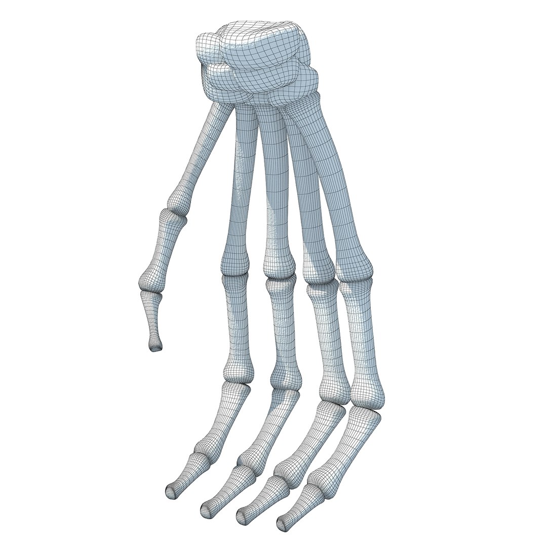 3D animal hand bones model - TurboSquid 1171147