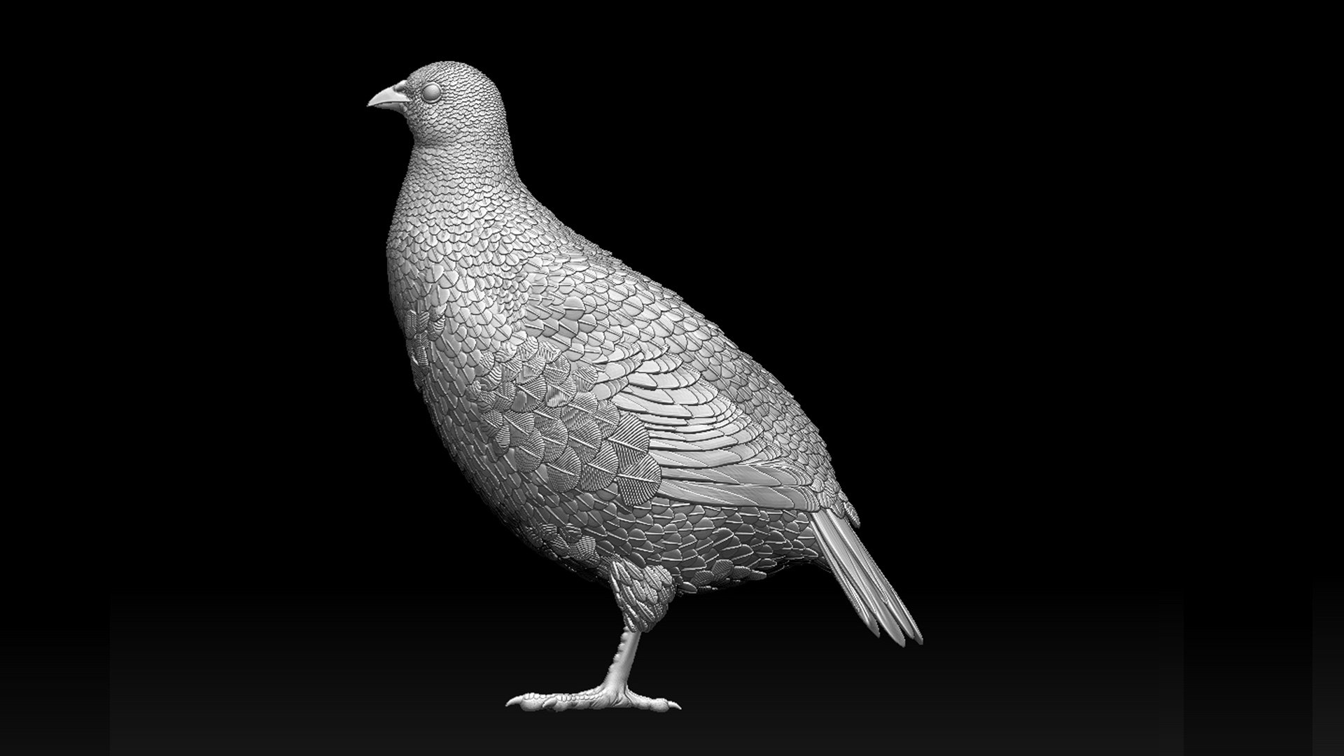 3D Partridge Model - TurboSquid 2120493