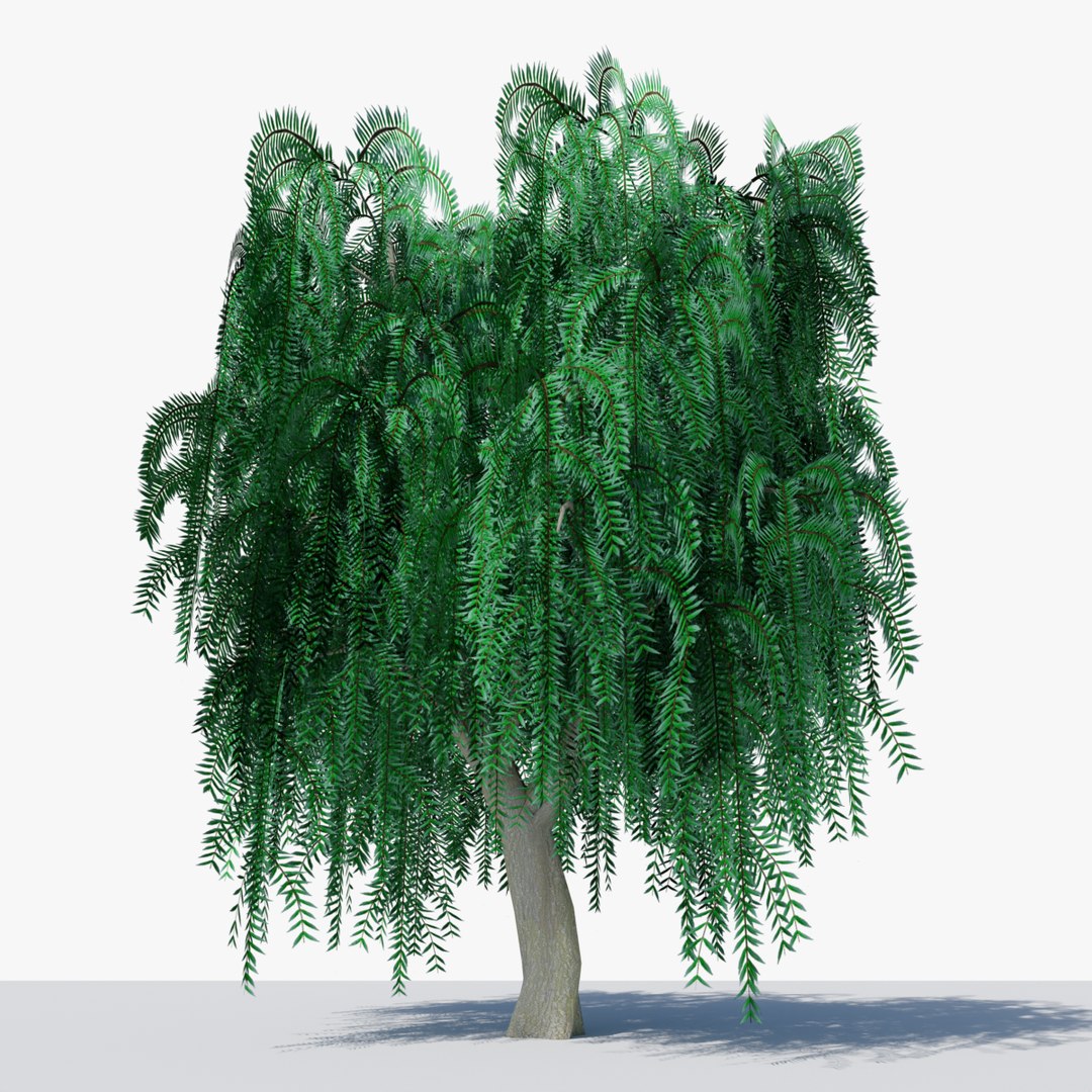3D Willow Tree v1 - TurboSquid 1809719