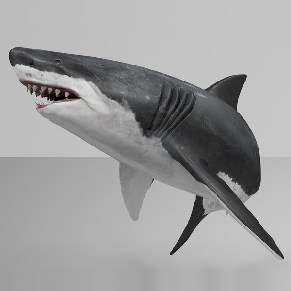 Great White Shark 3D Models for Download | TurboSquid