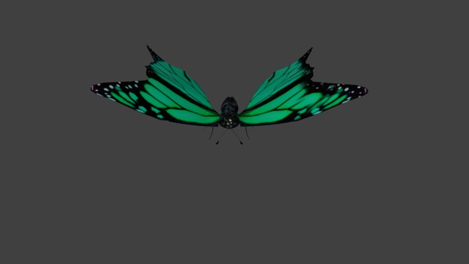 Butterfly Animations Flying 3D - TurboSquid 1322210