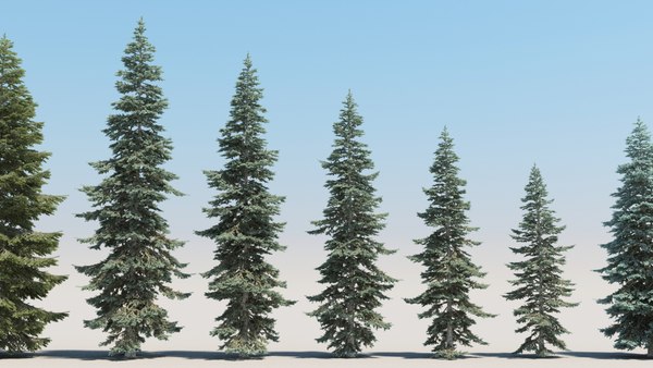 3d 20 spruce trees