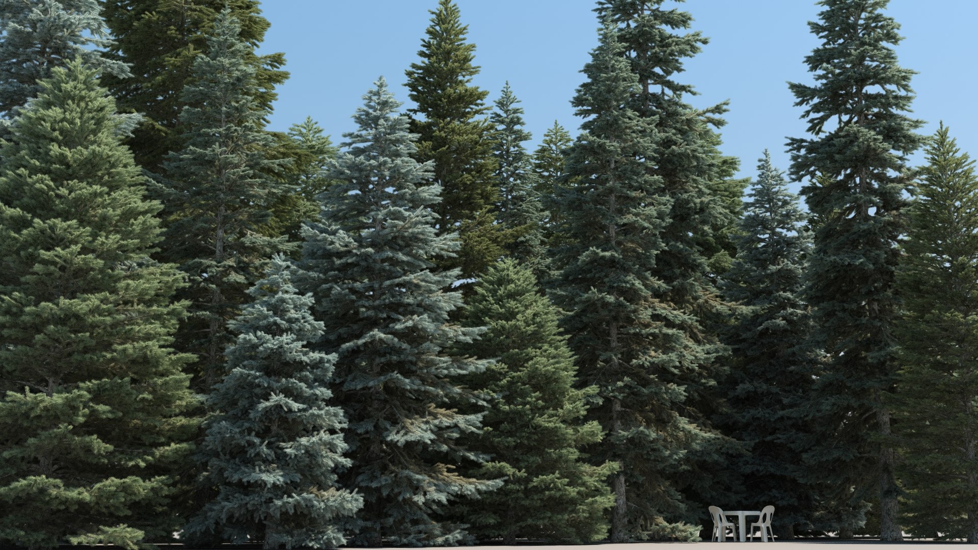 3d 20 Spruce Trees