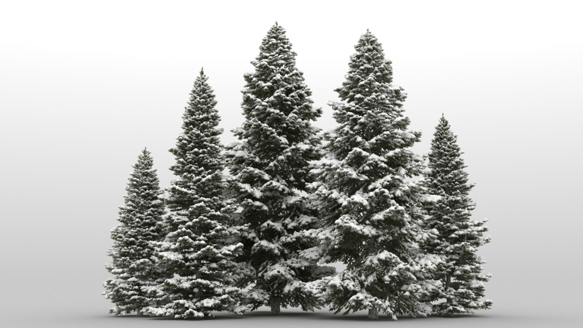 3d 20 spruce trees