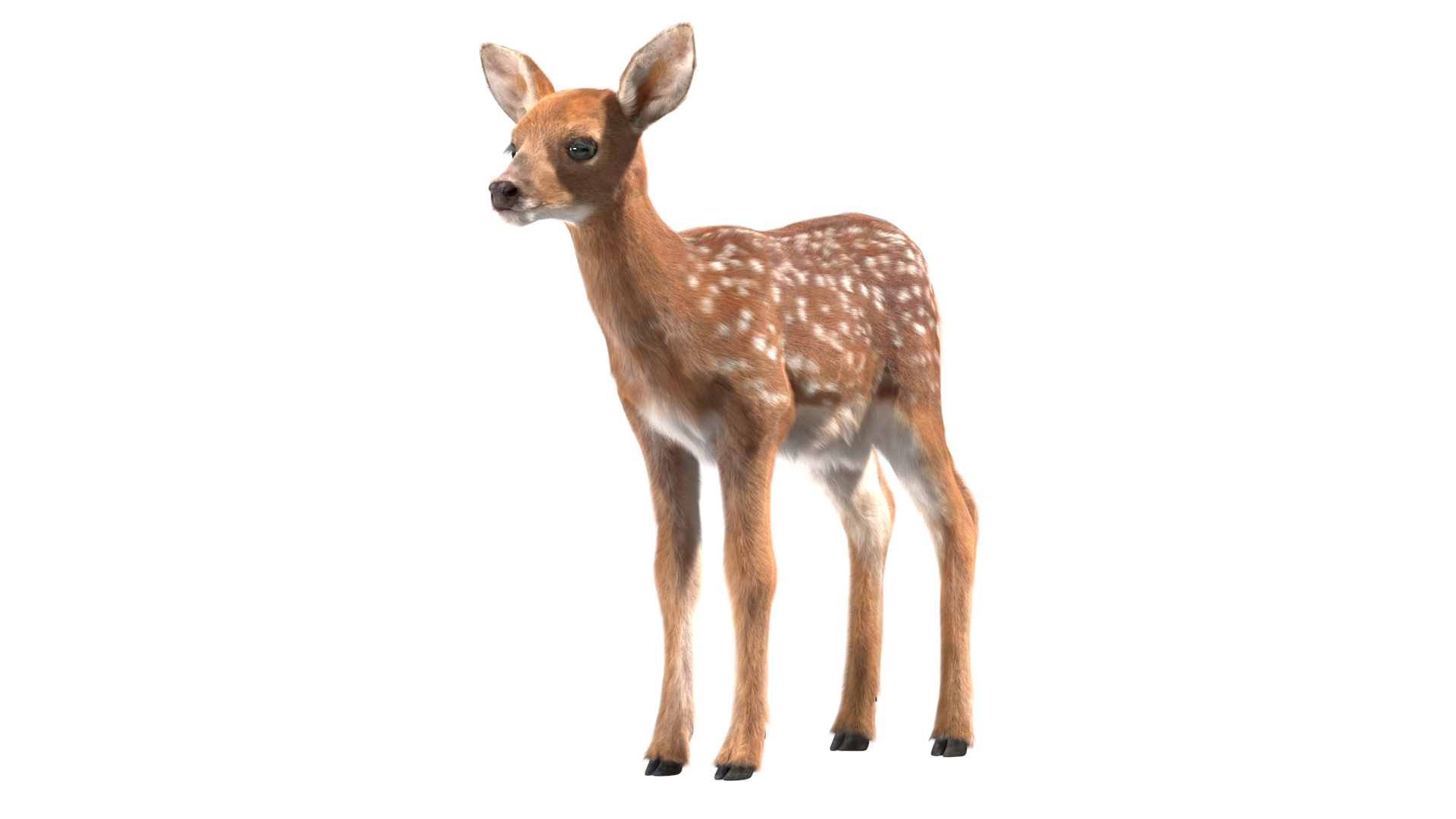 White-Tailed Fawn Deer Fur For Maya Model - TurboSquid 2419965