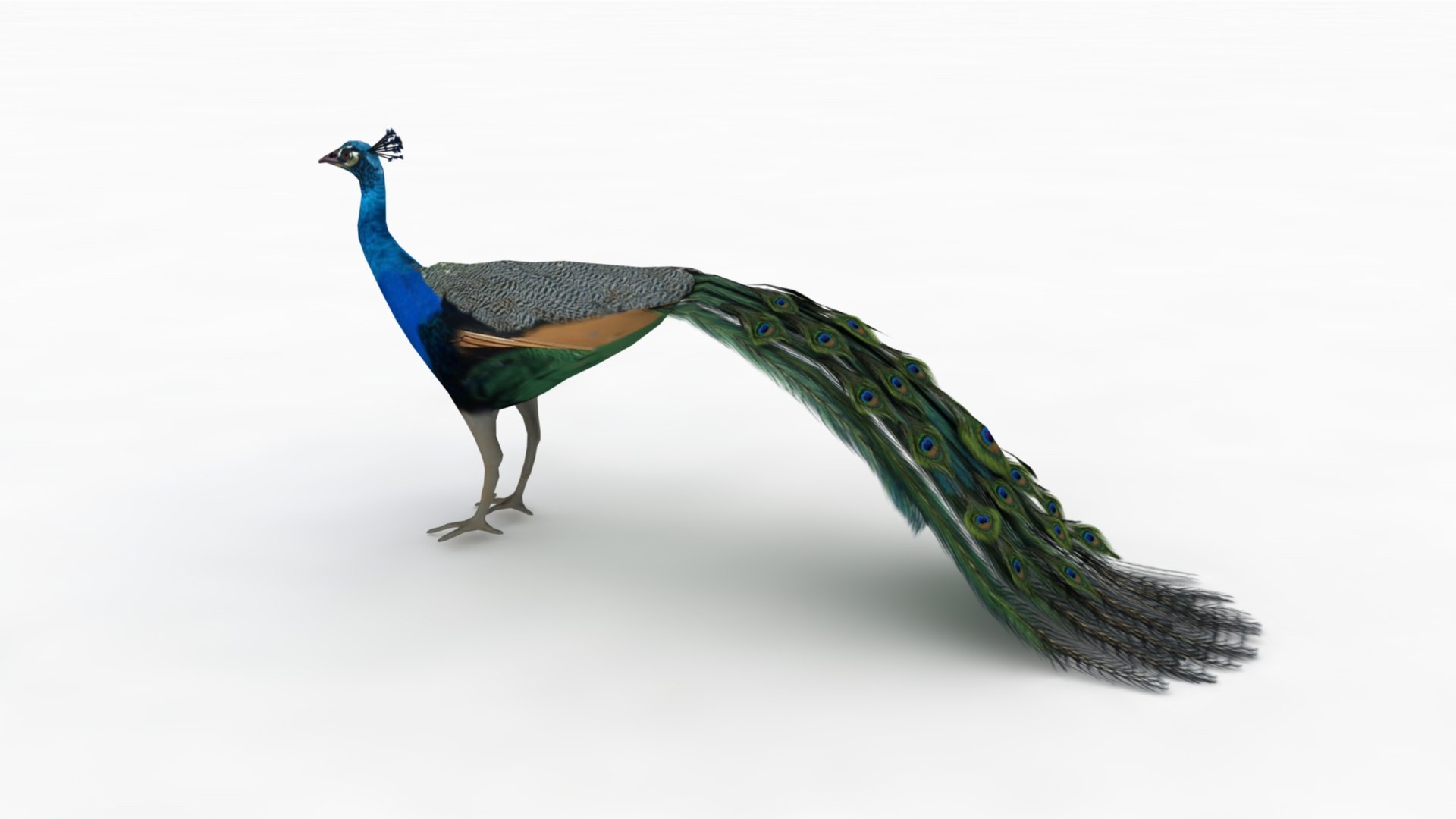 Peacock 3D Model - TurboSquid 2263807