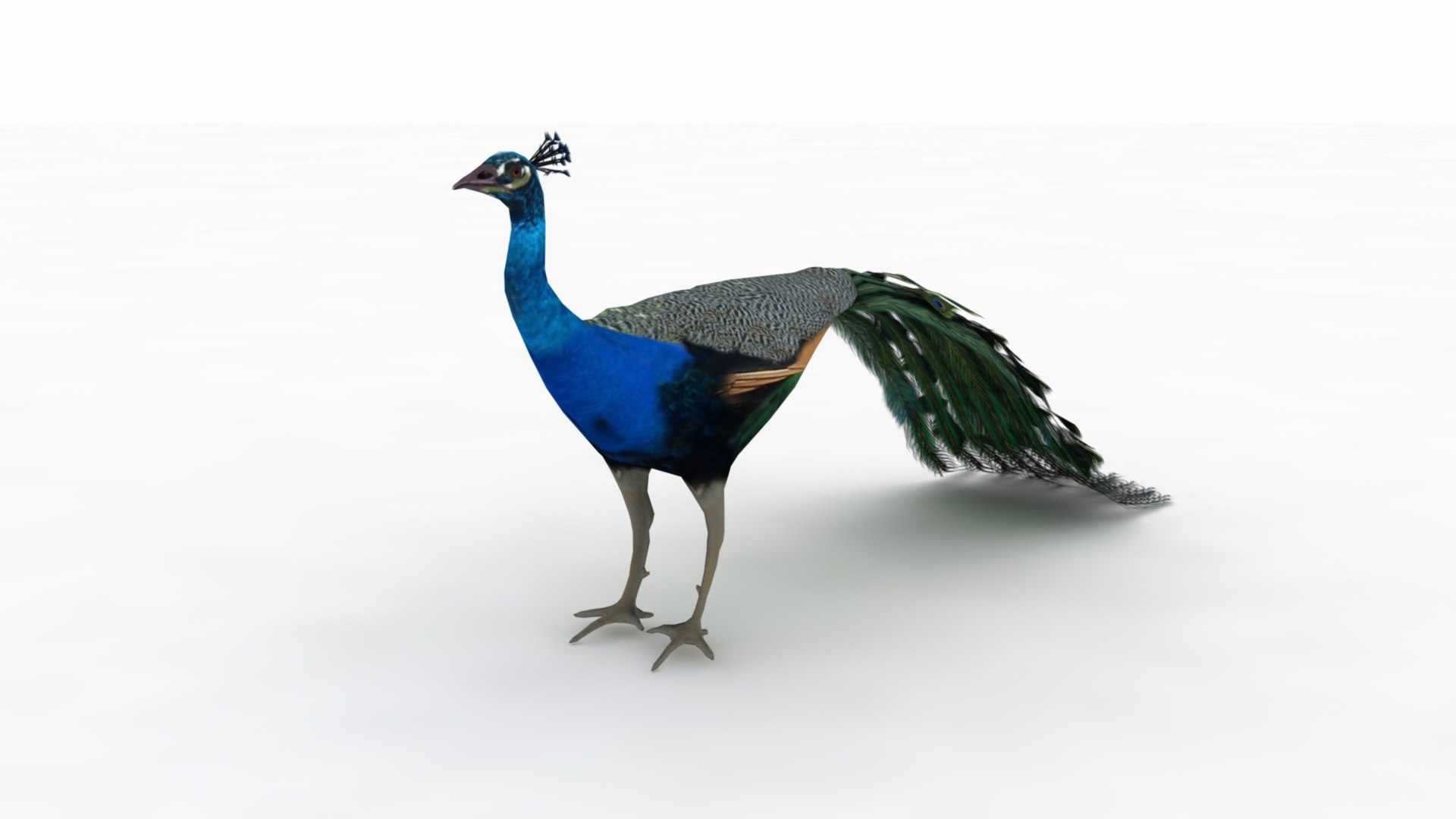 Peacock 3D Model - TurboSquid 2263807