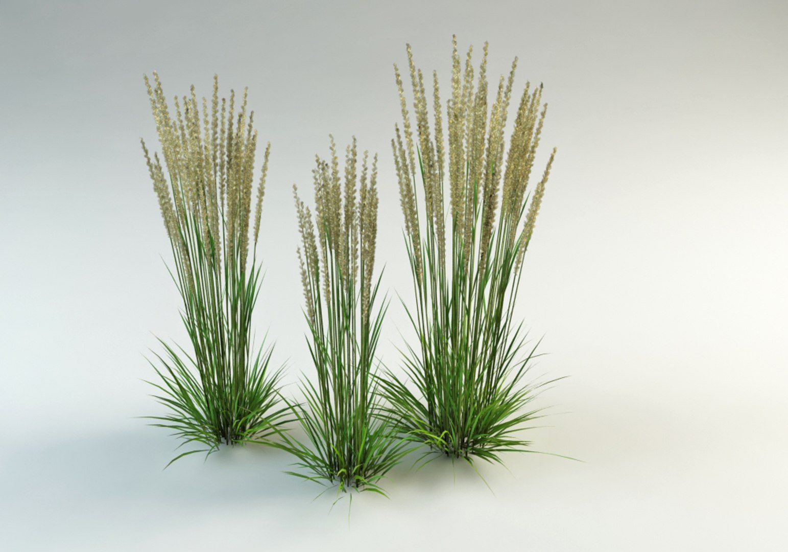 Grasses Planting Garden 3d 3ds