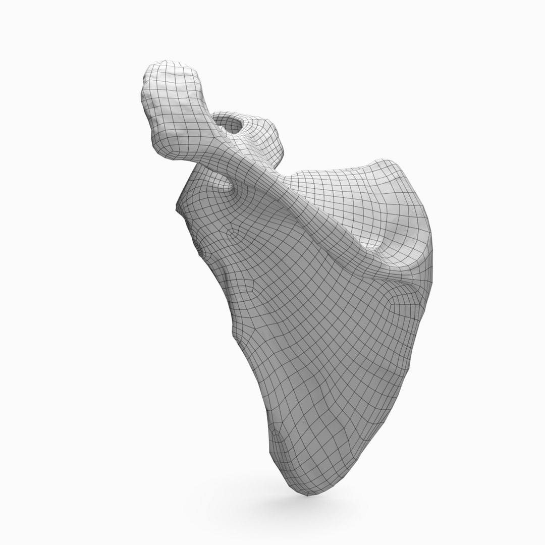 Human scapula model - TurboSquid 1591345